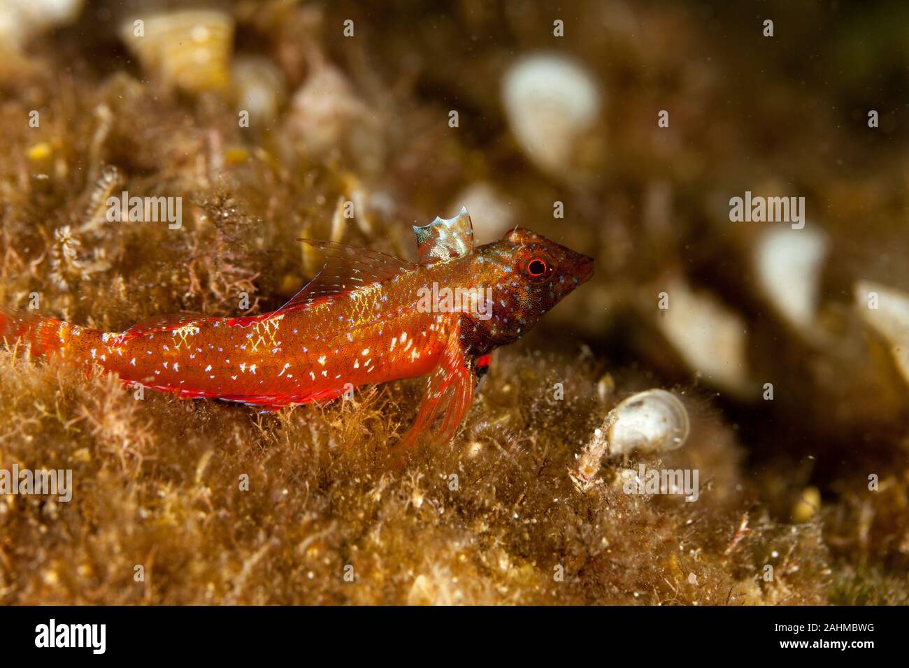 Red pointed head fish, Tripterygion melanurus Stock Photo - Alamy
