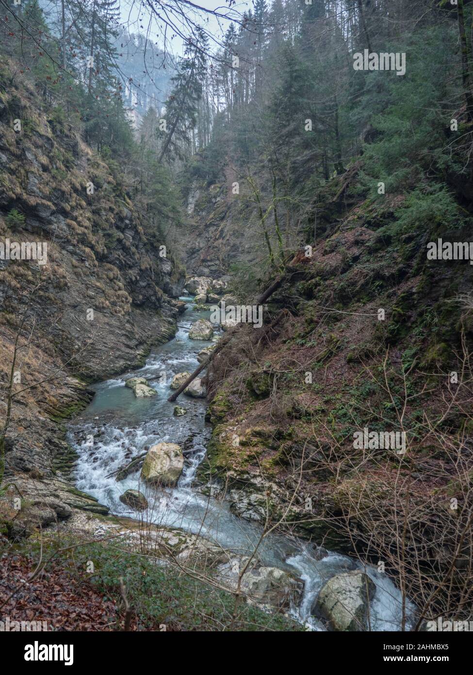 A alpine river flows through a winter forest. The forest is old and ...