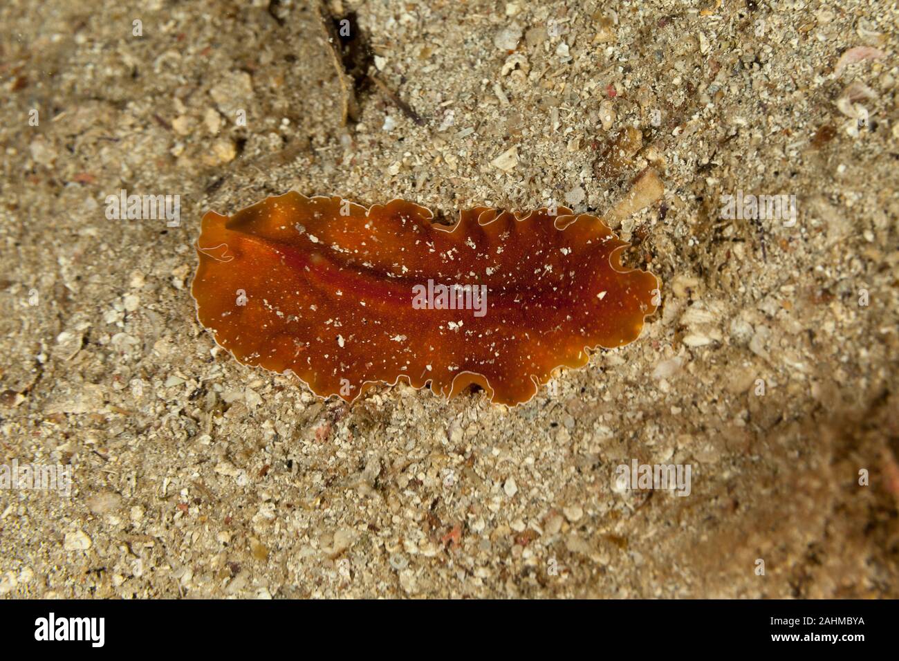 Flatworm with orange - brown body and white spots crawling along the ...