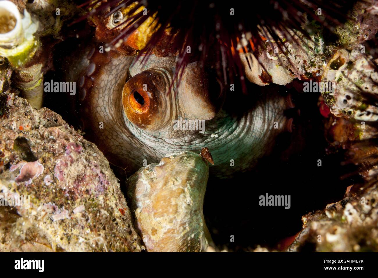 Common octopus, Octopus vulgaris Stock Photo - Alamy