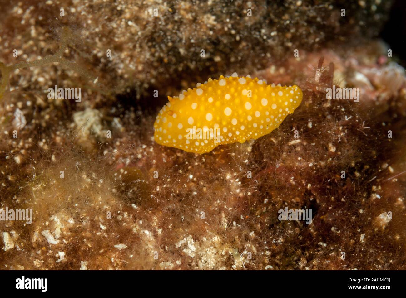 White spotted warty slug, Phyllidia flava Stock Photo - Alamy