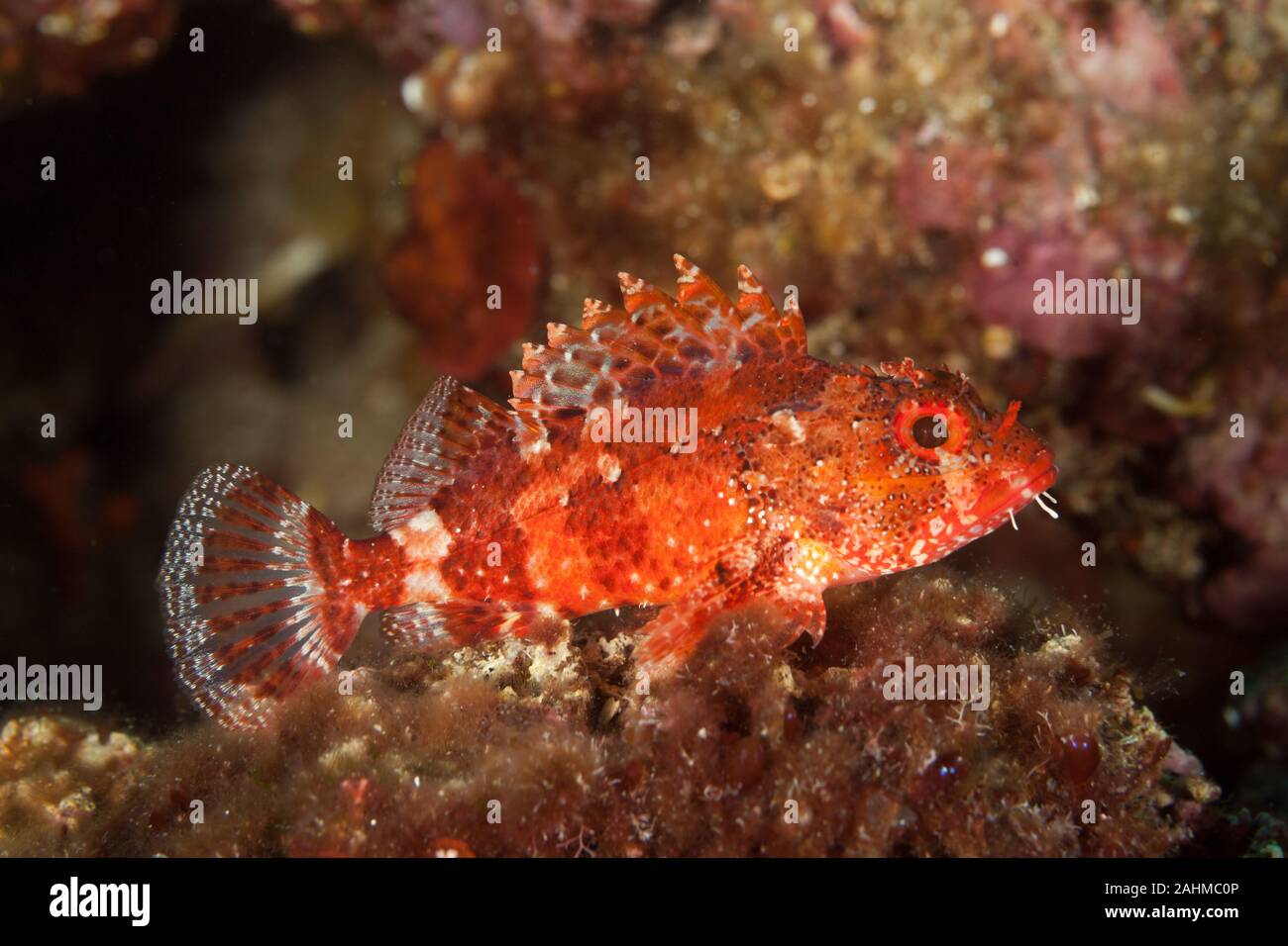 Madeira rockfish, Scorpaena maderensis Stock Photo - Alamy