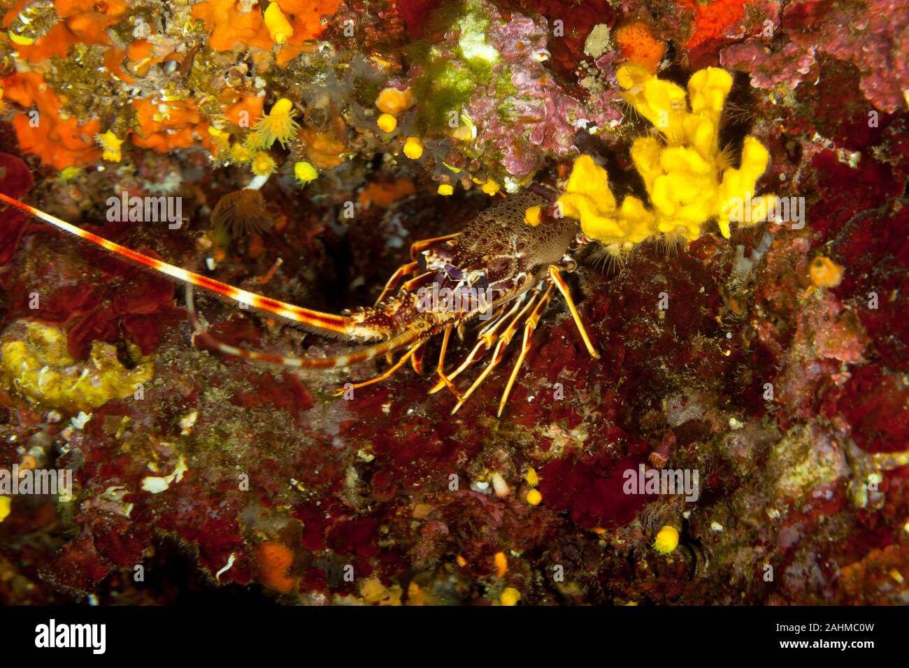European spiny lobster, Palinurus elephas Stock Photo - Alamy