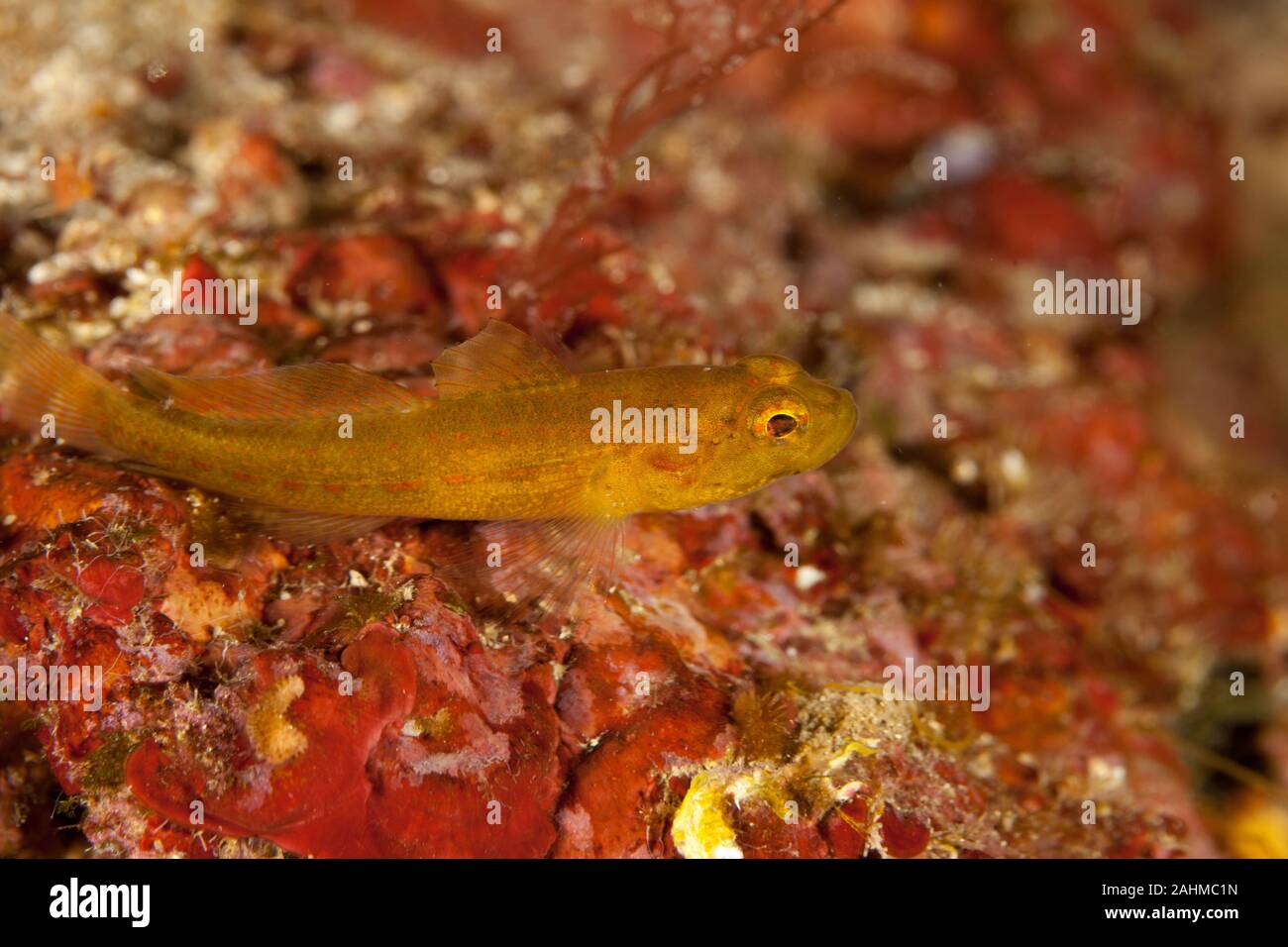 Golden goby, Gobius auratus Stock Photo - Alamy
