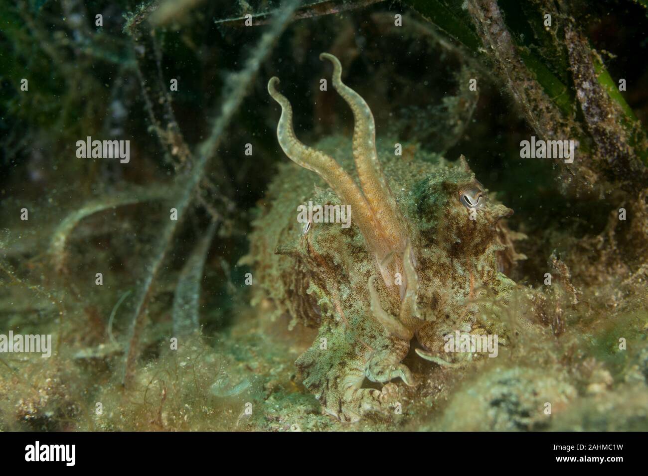 Common cuttlefish, European common cuttlefish, Sepia officinalis Stock ...
