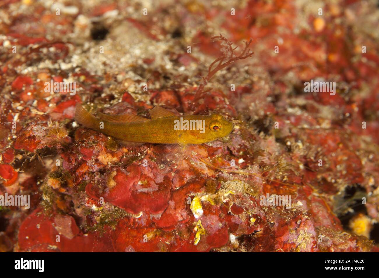 Golden goby gobius auratus hi-res stock photography and images - Alamy