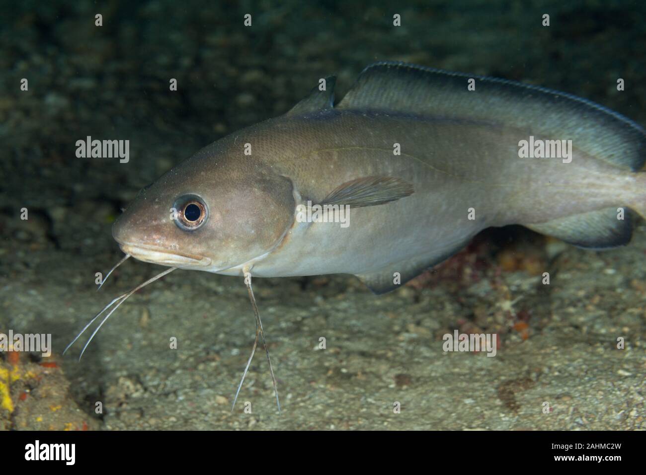 Forkbeard fish hi-res stock photography and images - Alamy