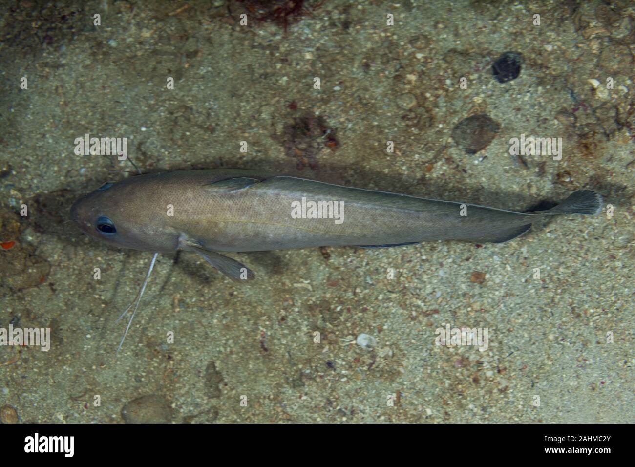 Forkbeard, Phycis phycis,is a species of phycid hakes Stock Photo - Alamy