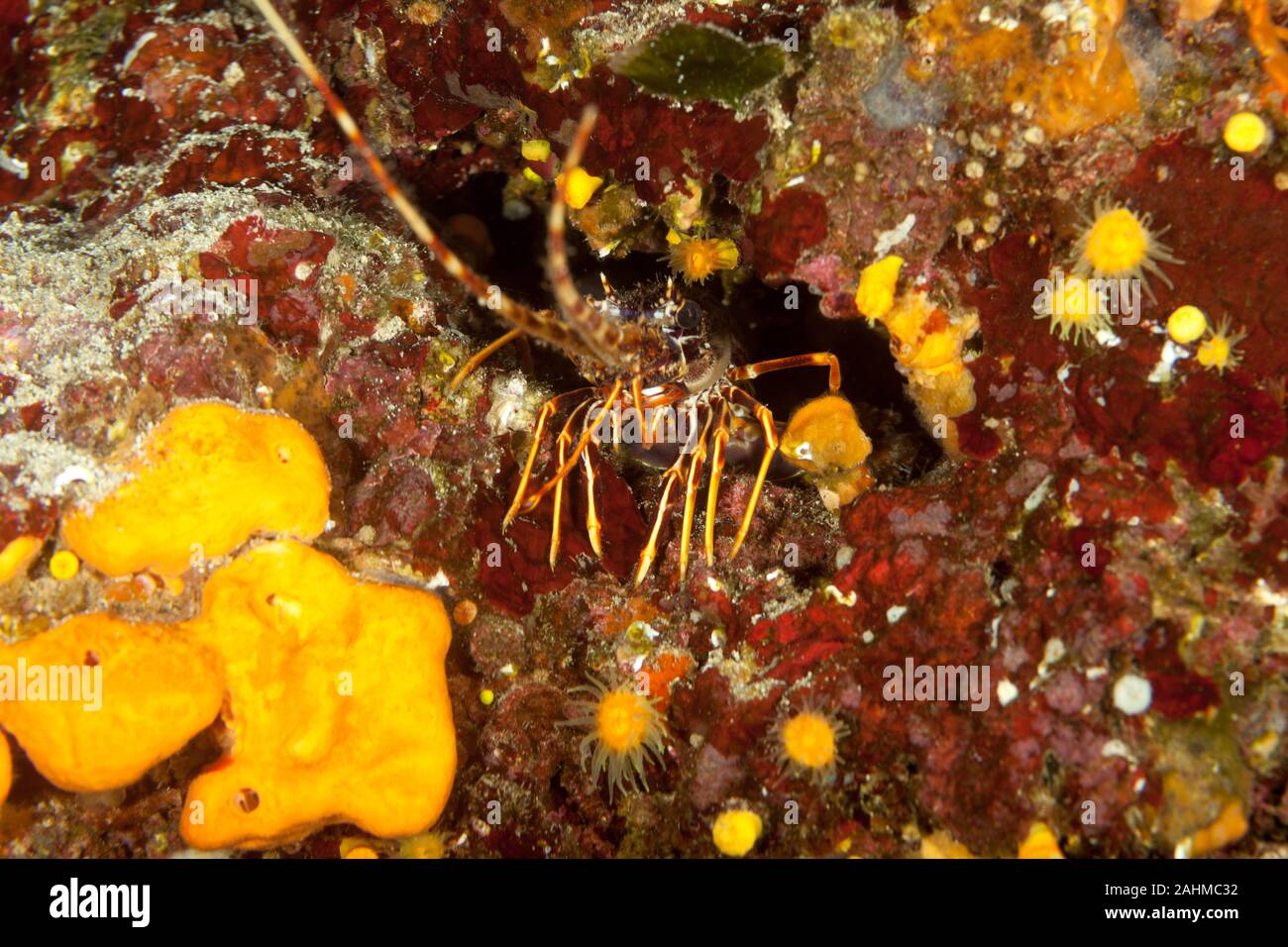 Lobster european spiny palinurus elephas hi-res stock photography and ...