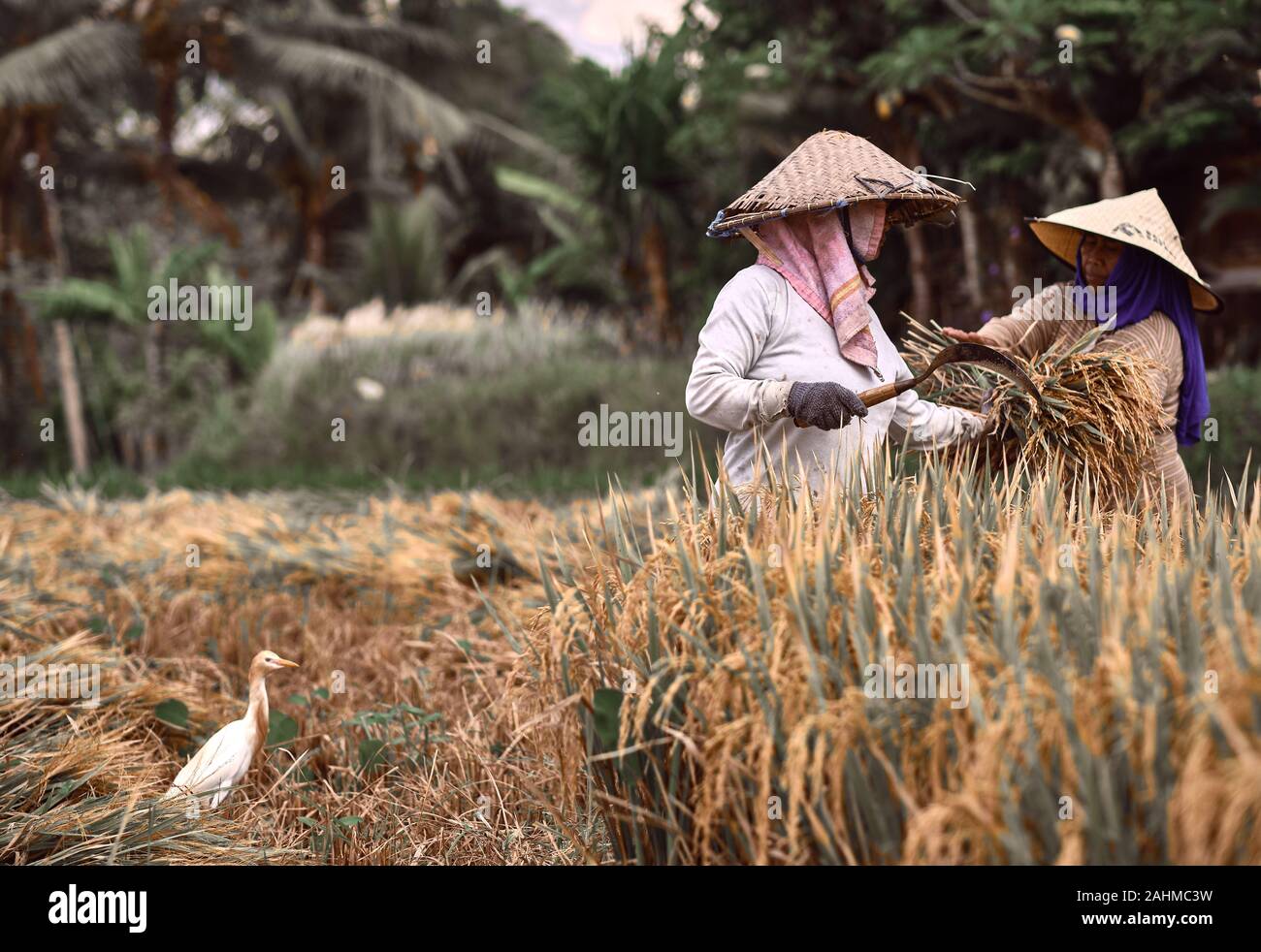 Bali, Indonesia - 1 Jan 2020: Woman workers harvesting rice field in ...