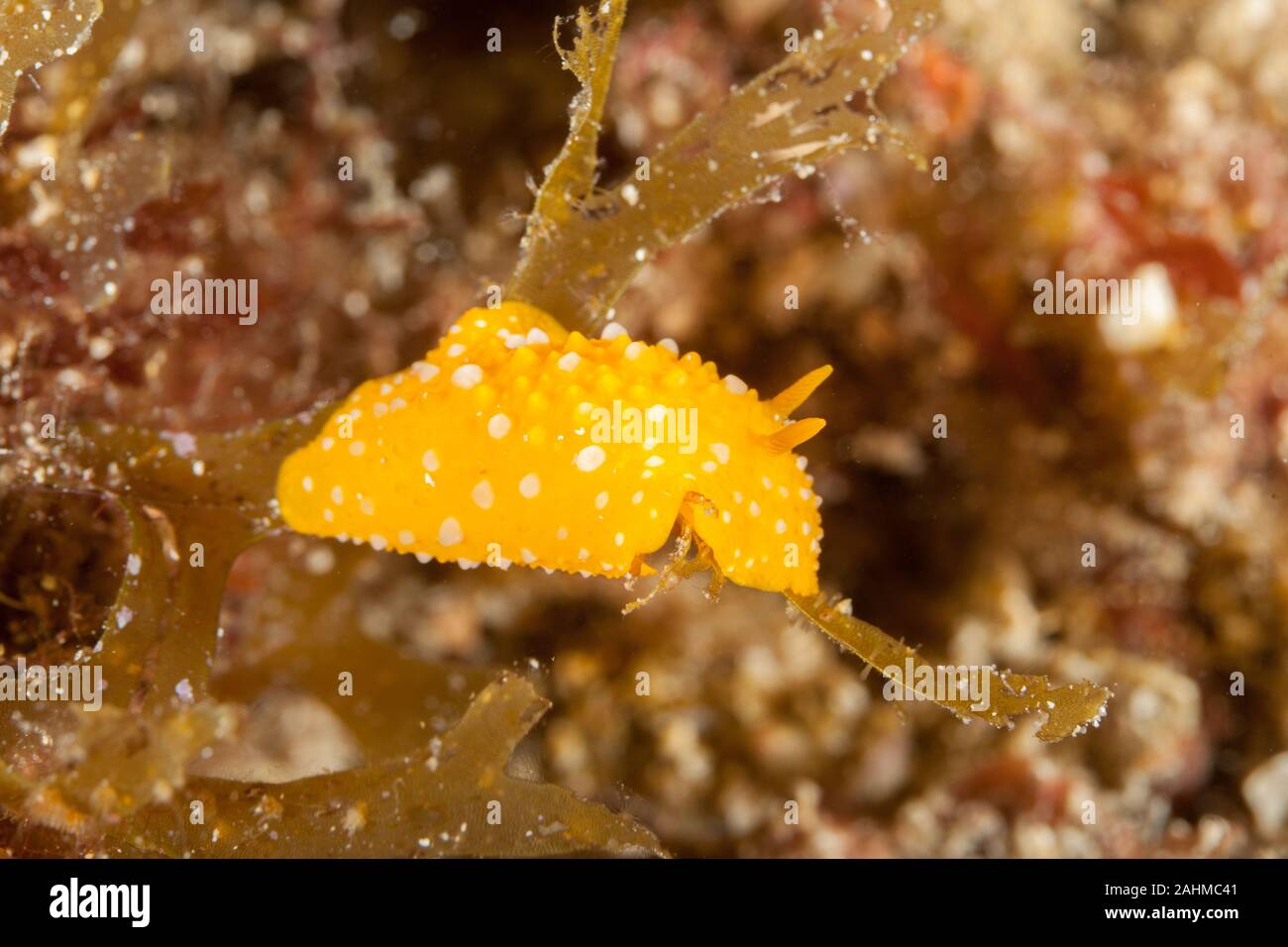 White spotted warty slug, Phyllidia flava Stock Photo - Alamy