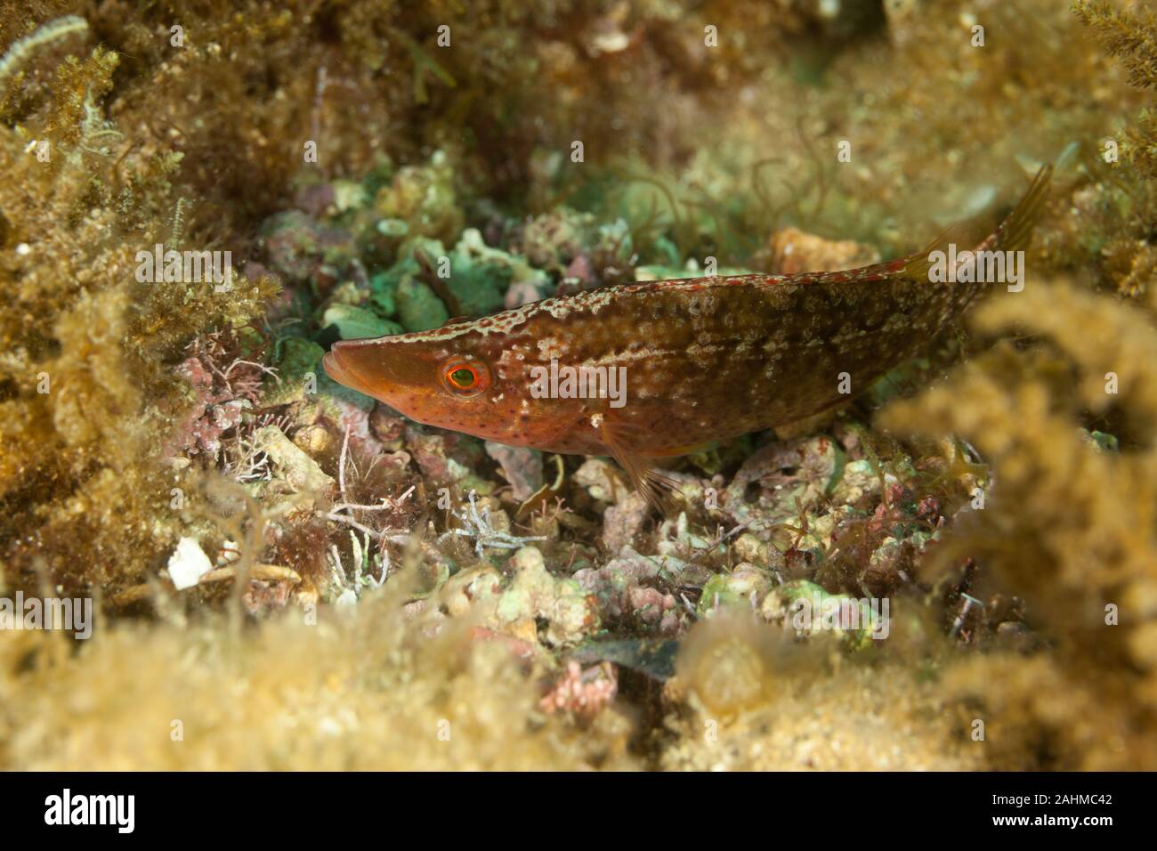 Pointed-snout wrasse, Symphodus rostratus Stock Photo - Alamy