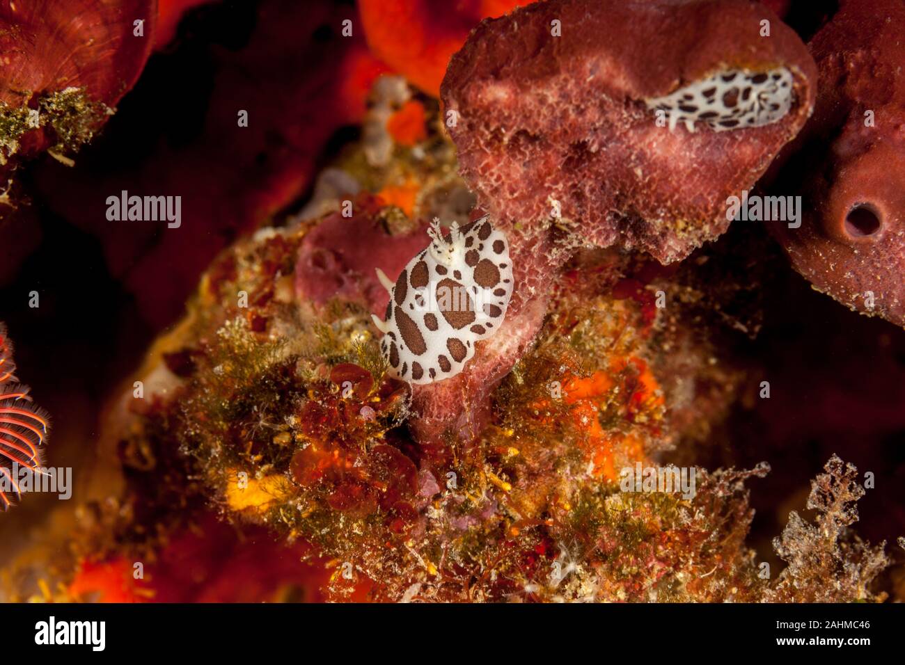 Leopard Star snail or Cow Snail, Peltodoris atromaculata, Discodoris ...