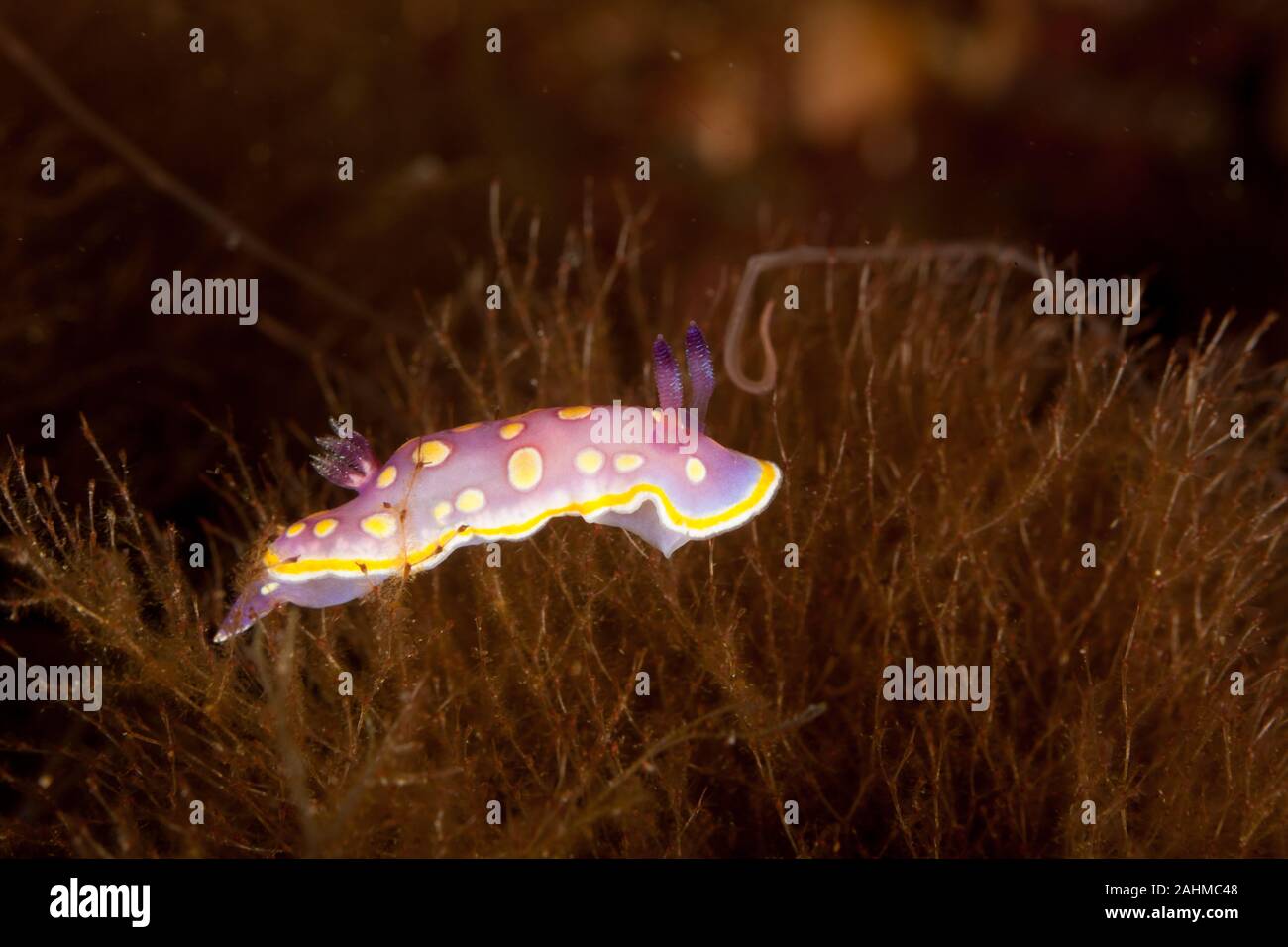Spotted star snail, Felimida luteorosea Stock Photo - Alamy