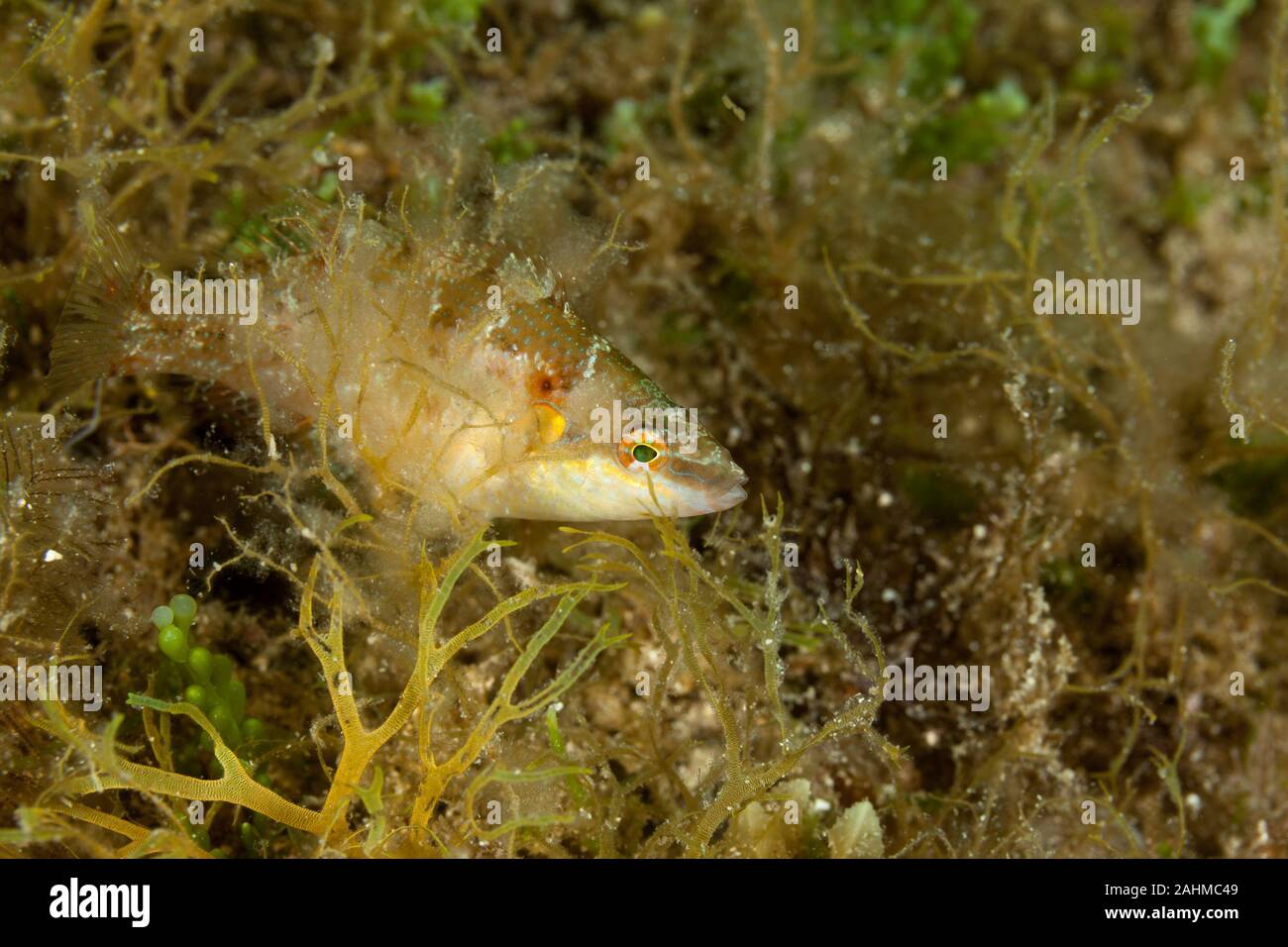 Ocellated wrasse symphodus ocellatus hi-res stock photography and ...