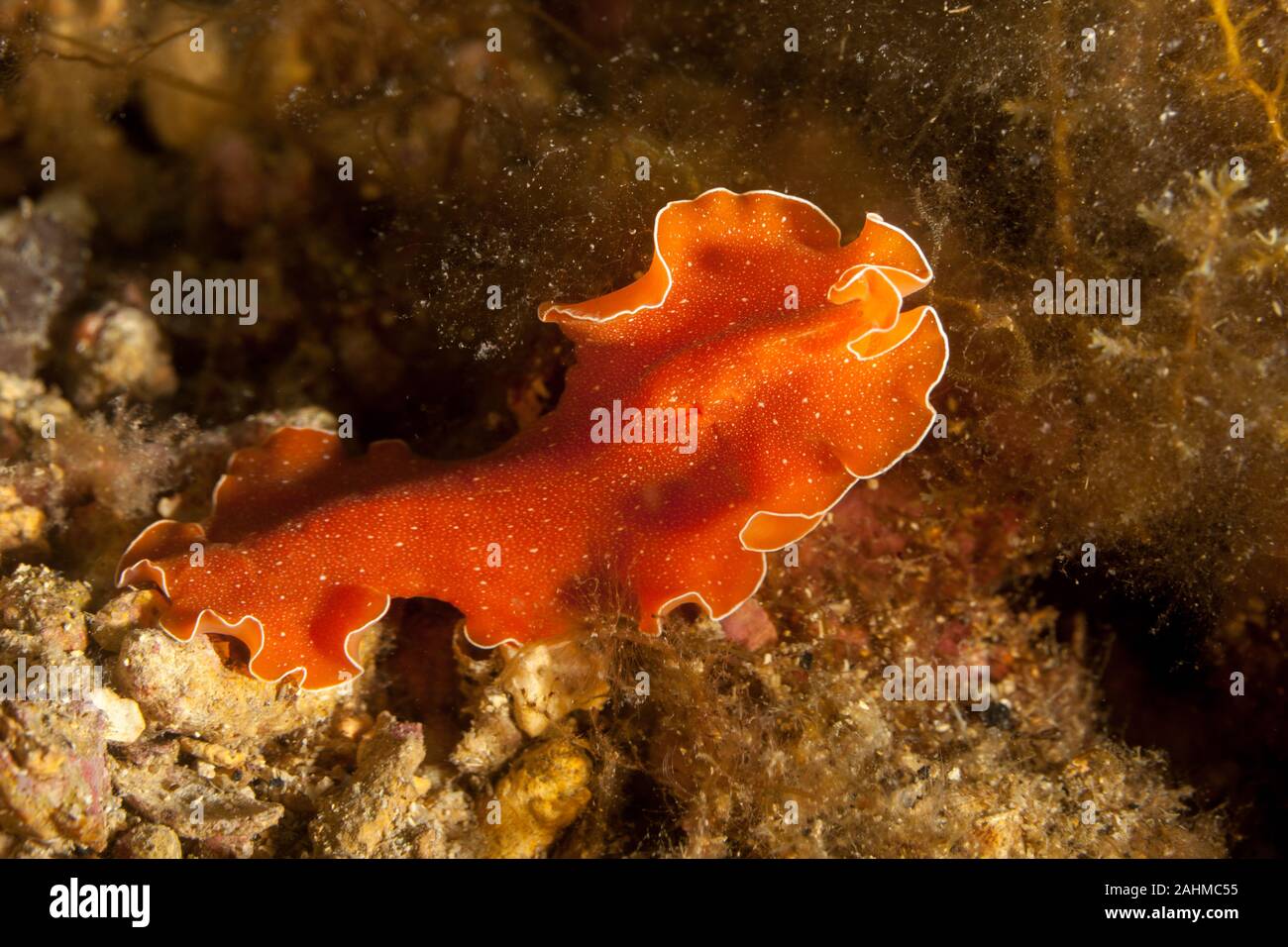 Flatworm Not Islc High Resolution Stock Photography and Images - Alamy