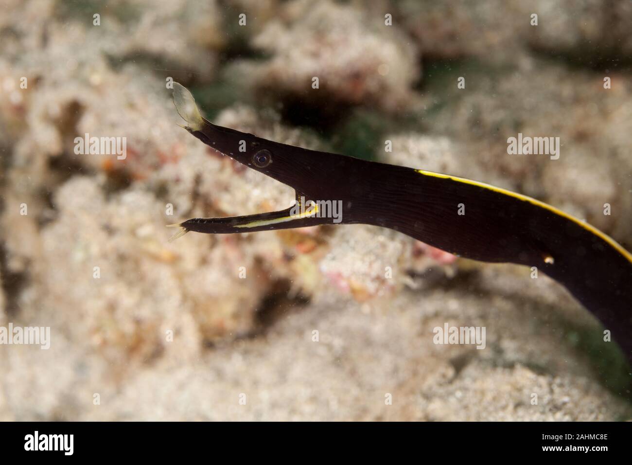Black Ribbon Eel (juvenile) - Rhinomuraena quaesita Stock Photo - Alamy