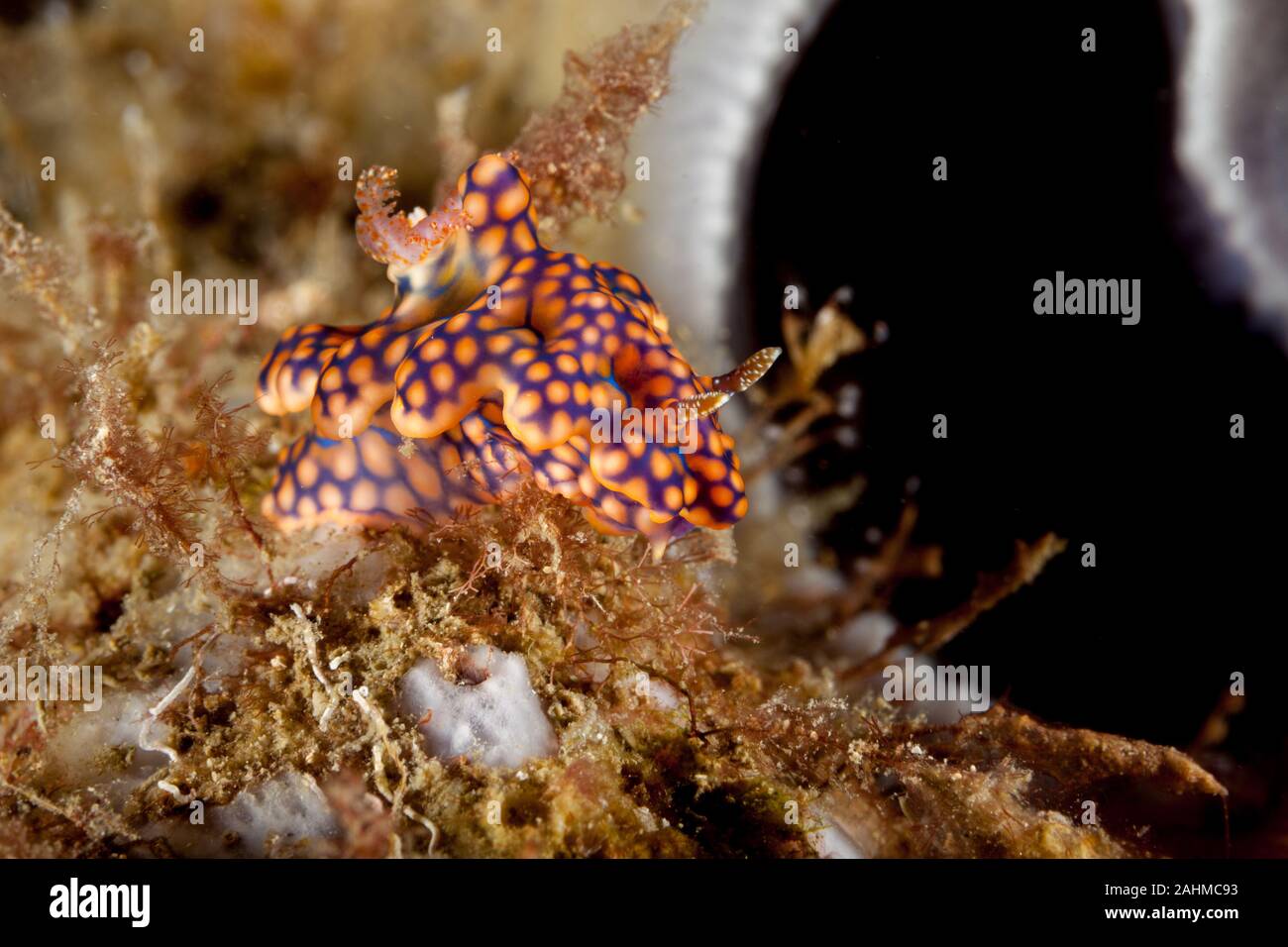 Miamira sinuata is a species of colorful dorid nudibranch, Ceratosoma ...