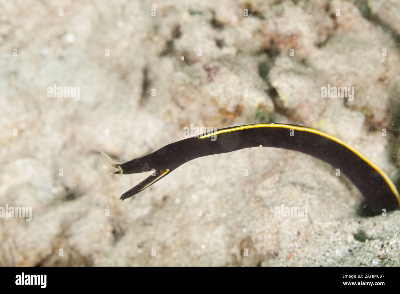 Black Ribbon Eel (juvenile) - Rhinomuraena quaesita Stock Photo - Alamy
