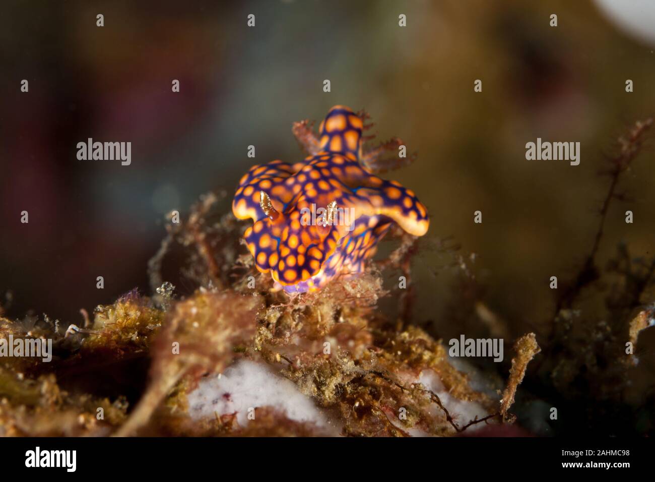 Miamira sinuata is a species of colorful dorid nudibranch, Ceratosoma ...