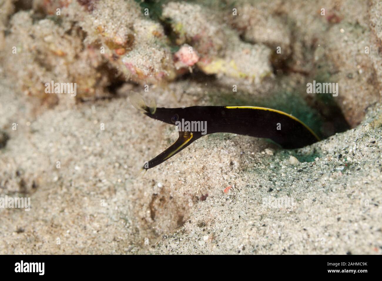 Black Ribbon Eel (juvenile) - Rhinomuraena quaesita Stock Photo - Alamy