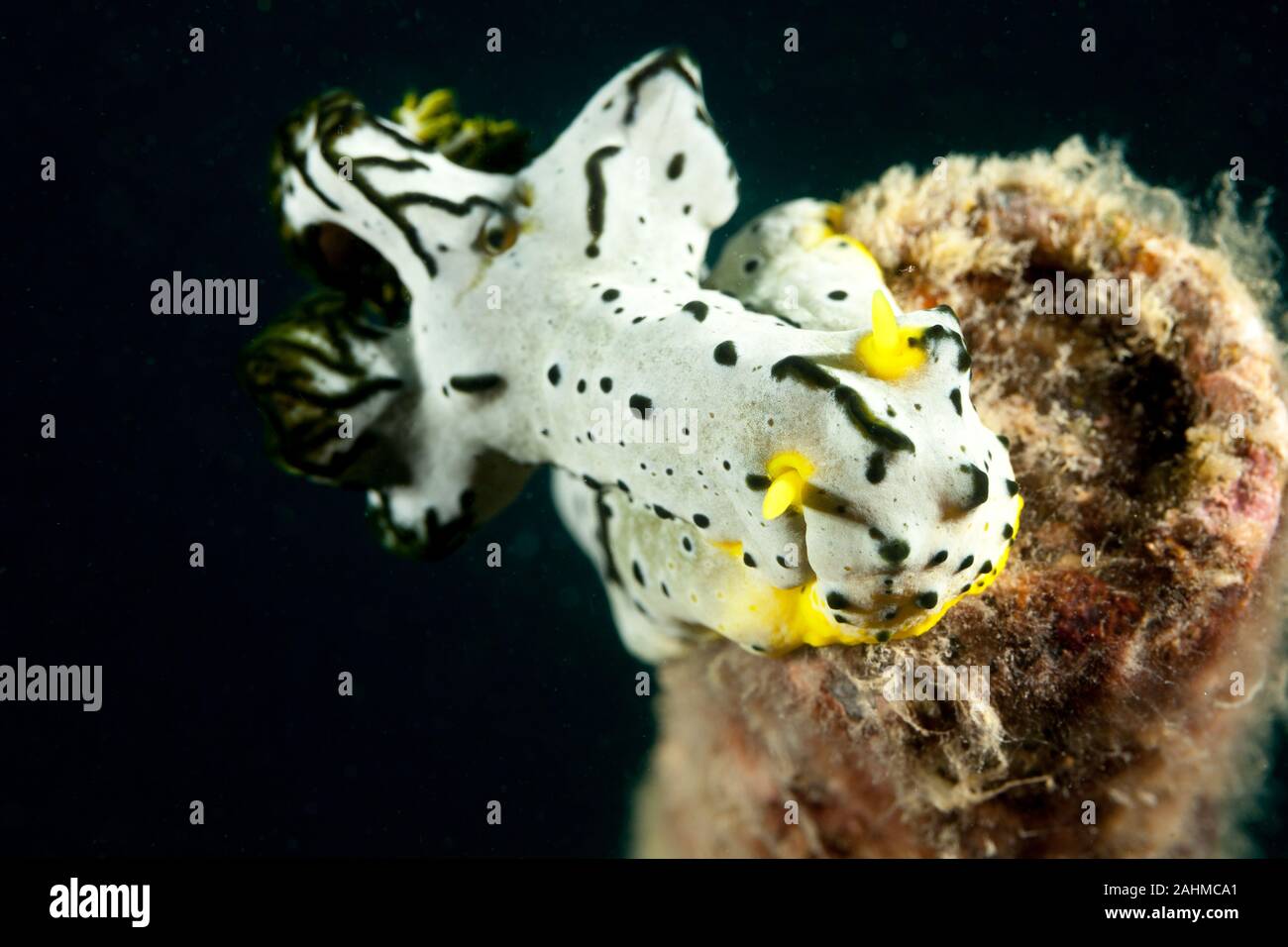 Notodoris serenae is a species of sea slug. It is a dorid nudibranch, a ...