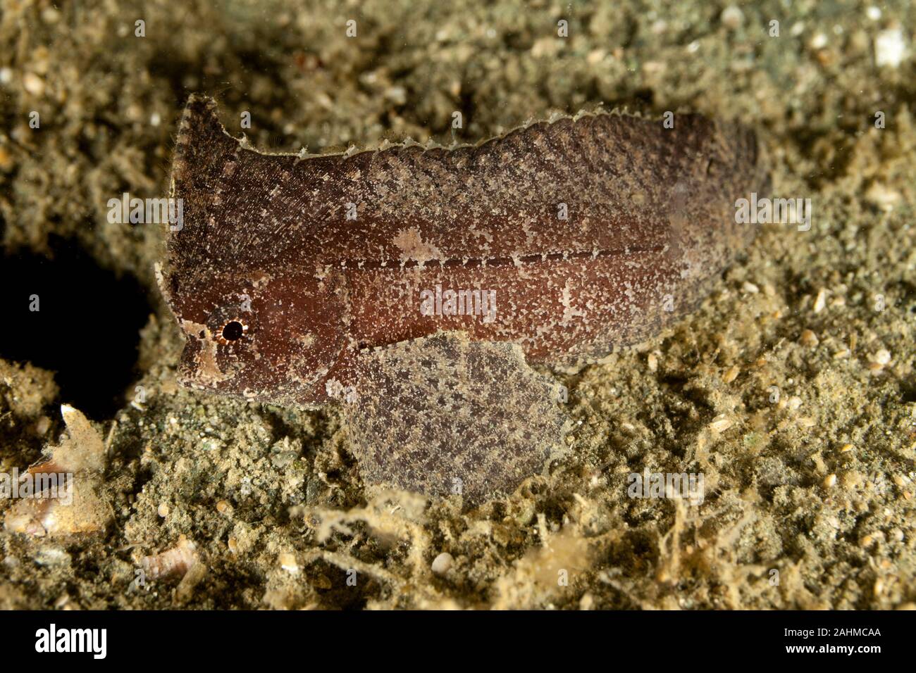 Spiny Waspfish, Indian Ocean Waspish - Ablabys macracanthus Stock Photo ...