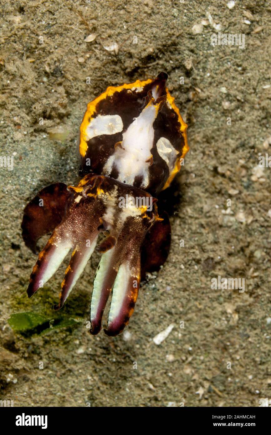 Flamboyant Cuttlefish, Metasepia pfefferi Stock Photo - Alamy