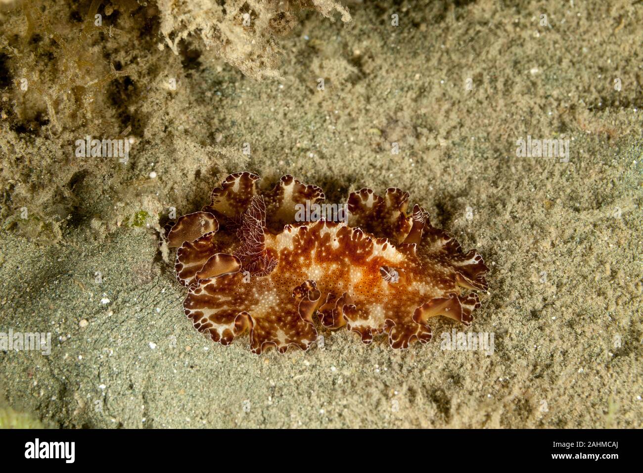 Sea slug, Discodoris boholiensis,known commonly as the Bohol discodoris ...