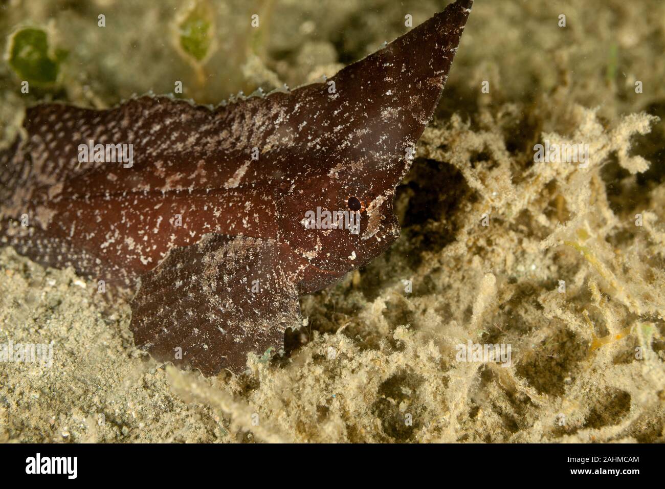 Spiny Waspfish, Indian Ocean Waspish - Ablabys macracanthus Stock Photo ...