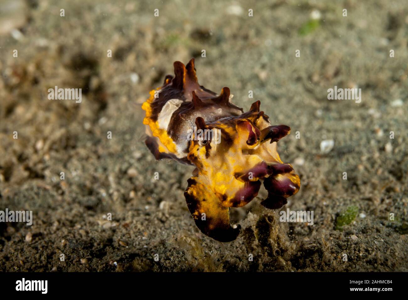 Flamboyant Cuttlefish, Metasepia pfefferi Stock Photo - Alamy