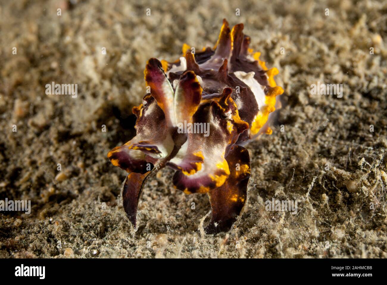 Flamboyant Cuttlefish, Metasepia pfefferi Stock Photo - Alamy