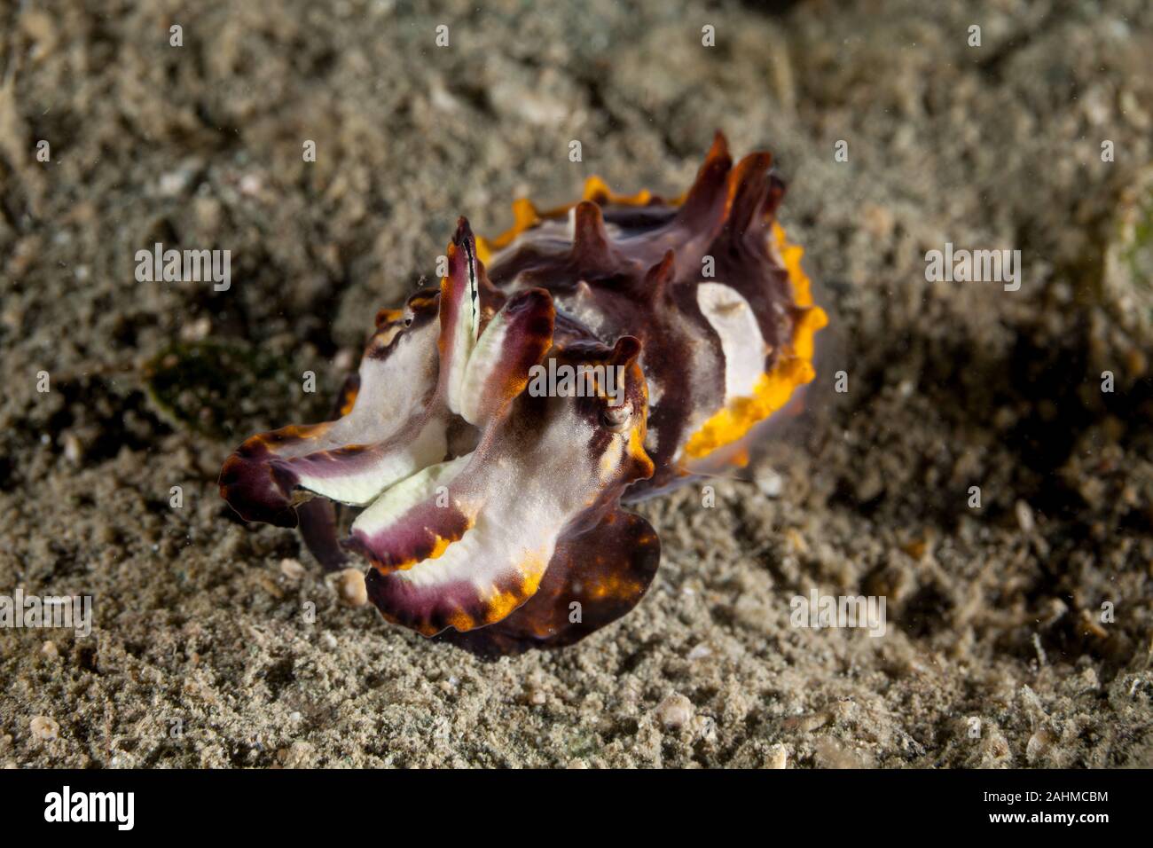 Flamboyant Cuttlefish, Metasepia pfefferi Stock Photo - Alamy