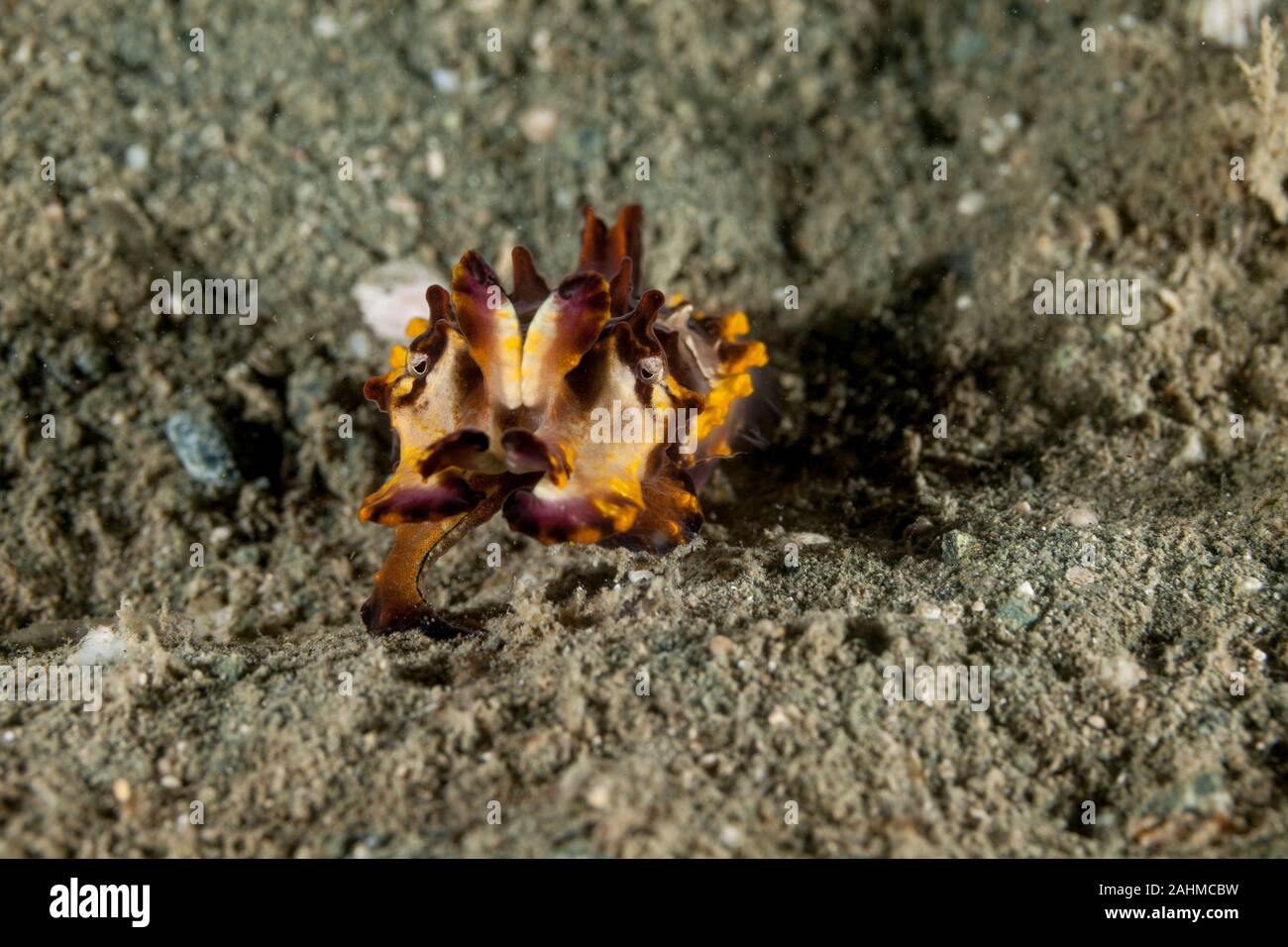 Flamboyant Cuttlefish, Metasepia pfefferi Stock Photo - Alamy