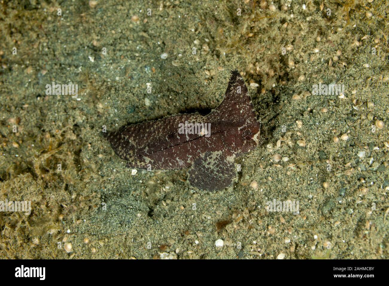 Spiny Waspfish, Indian Ocean Waspish - Ablabys macracanthus Stock Photo ...