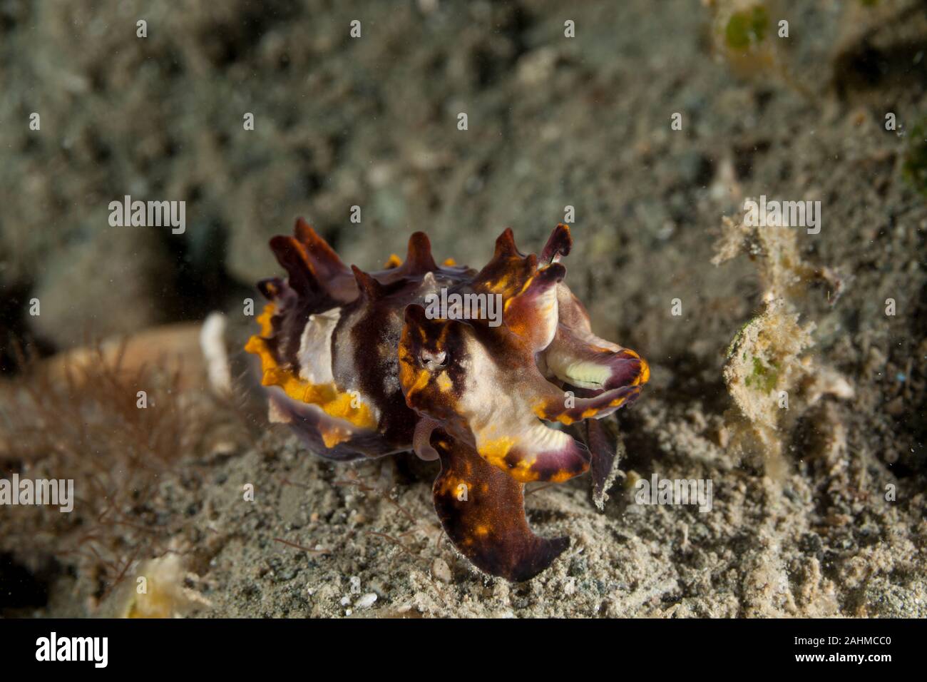 Flamboyant Cuttlefish, Metasepia pfefferi Stock Photo - Alamy
