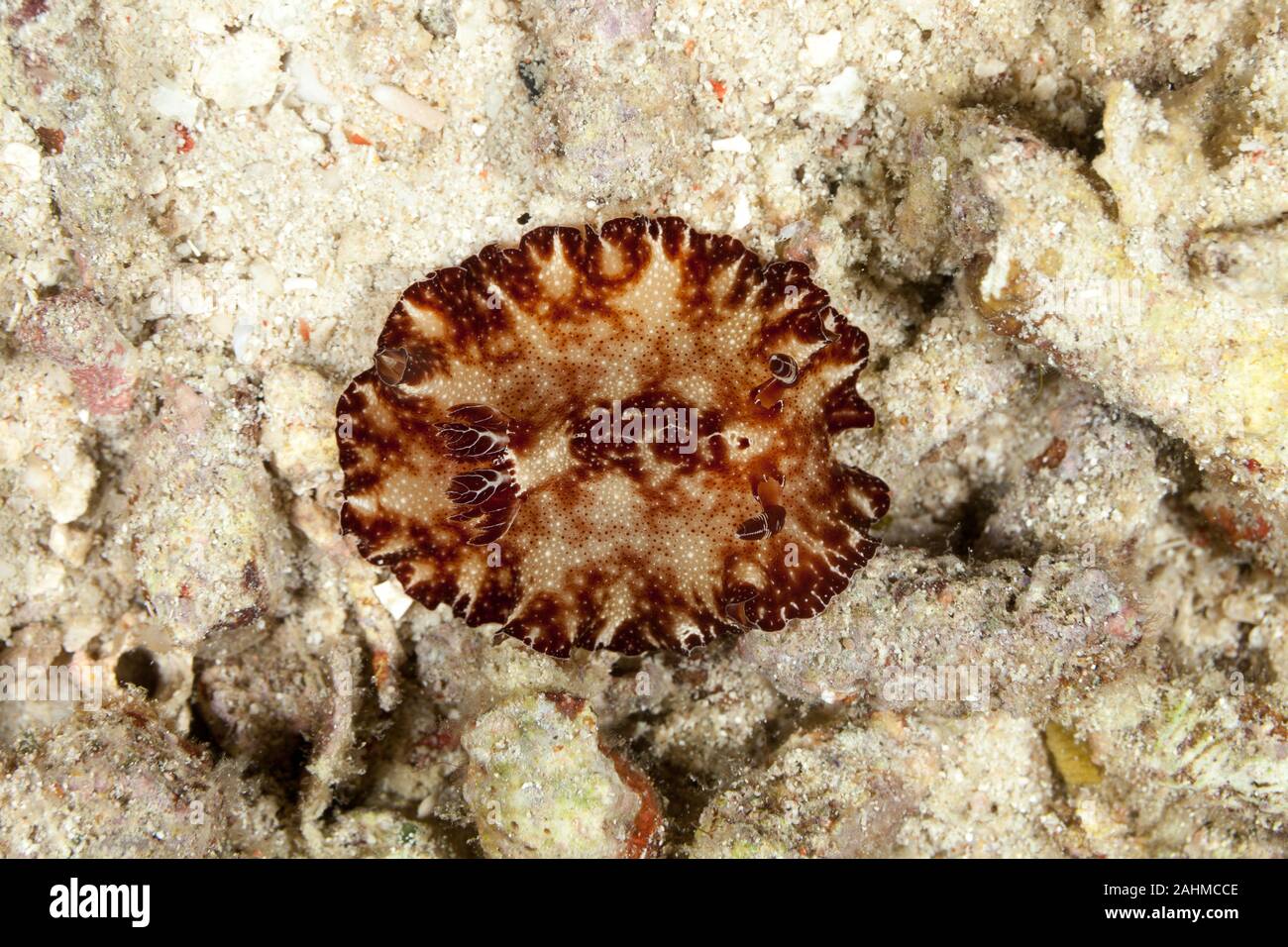 Sea slug, Discodoris boholiensis,known commonly as the Bohol discodoris ...