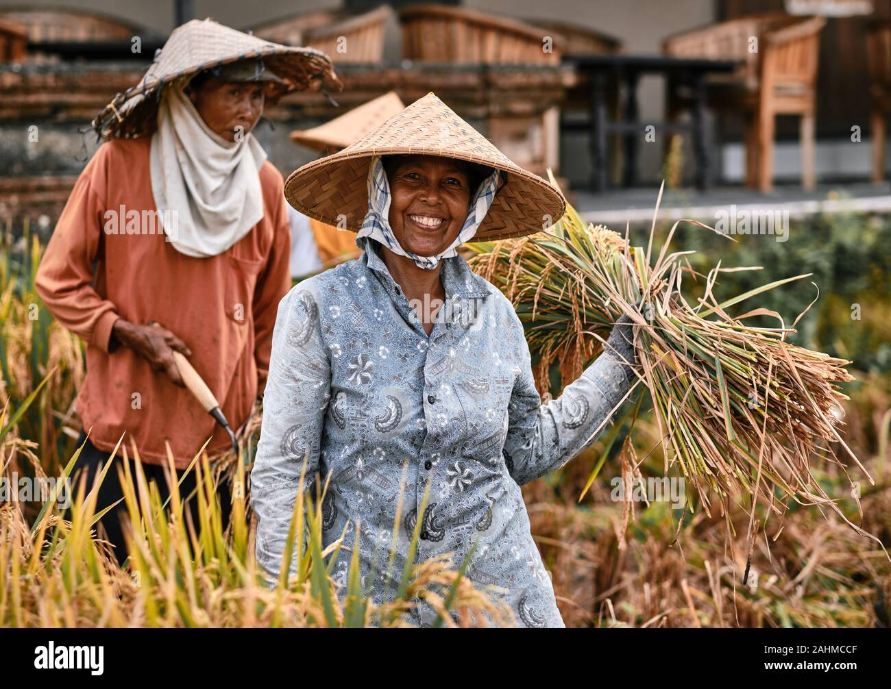Bali, Indonesia - 1 Jan 2020: Woman workers harvesting rice field in ...