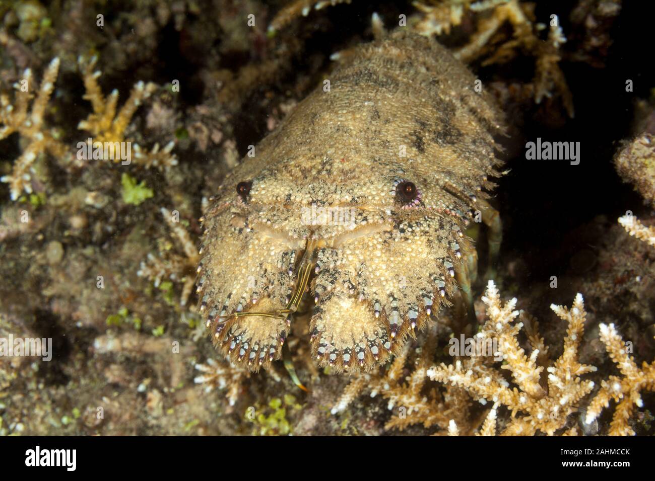 Caledonian Mitten Lobster, Parribacus caledonicus Stock Photo - Alamy
