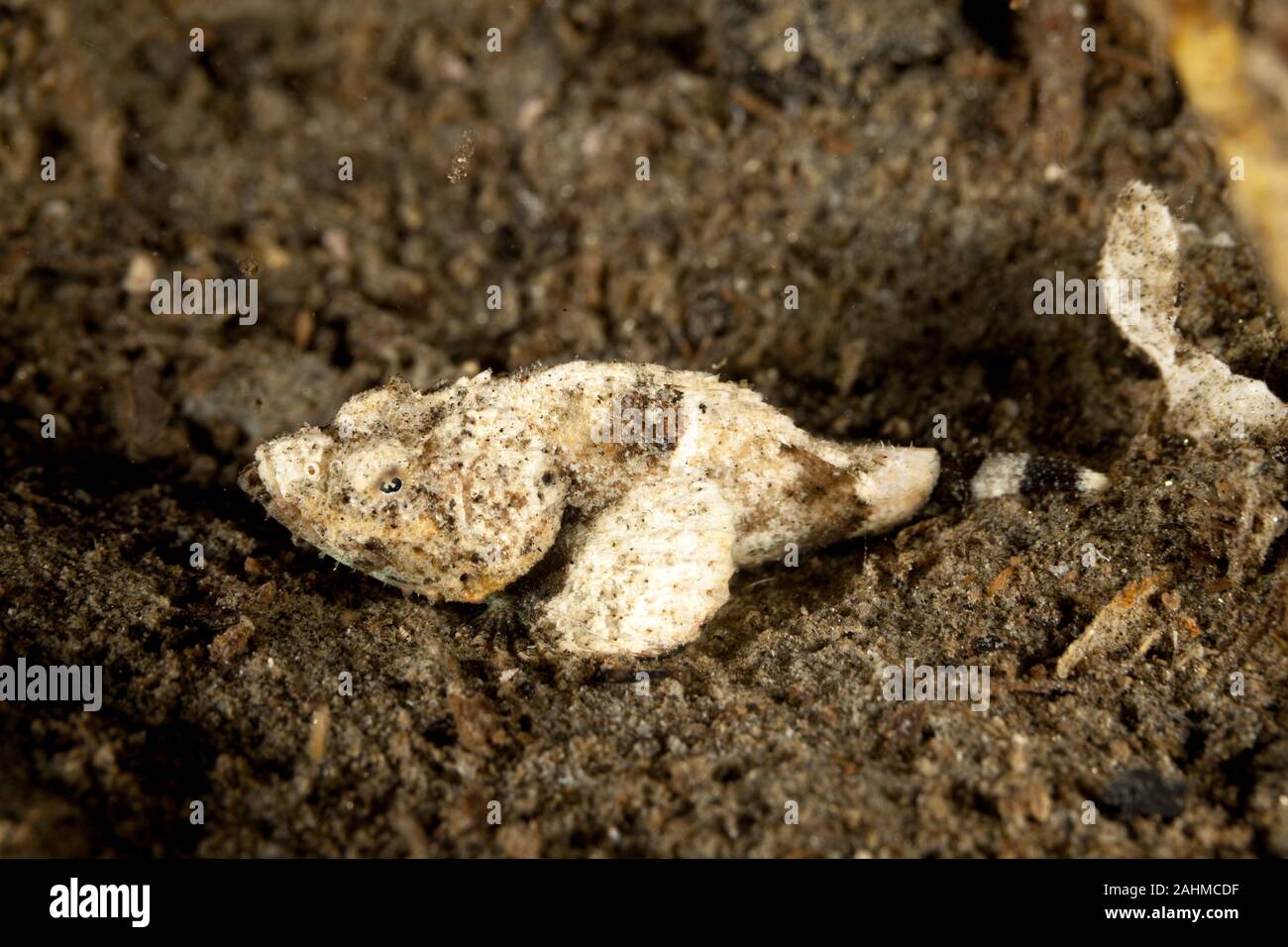 False stonefish or the devil scorpionfish,Scorpaenopsis diabolus Stock ...