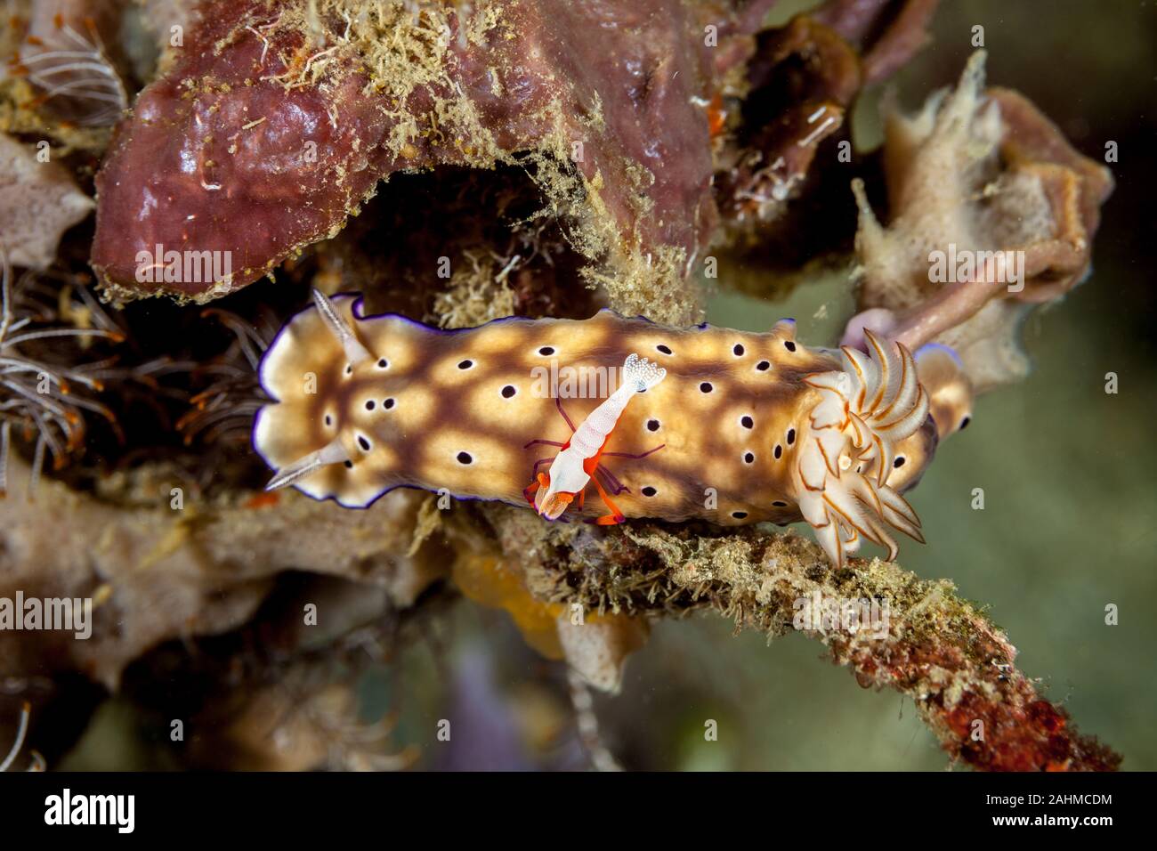 Hypselodoris tryoni is a species of sea slug, with an emperor shrimp ...