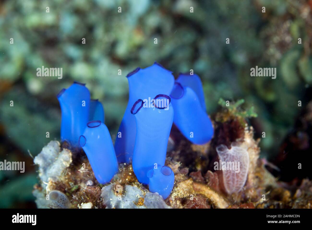 Sea squirts, tunicates, or ascidians living on the reef Stock Photo - Alamy