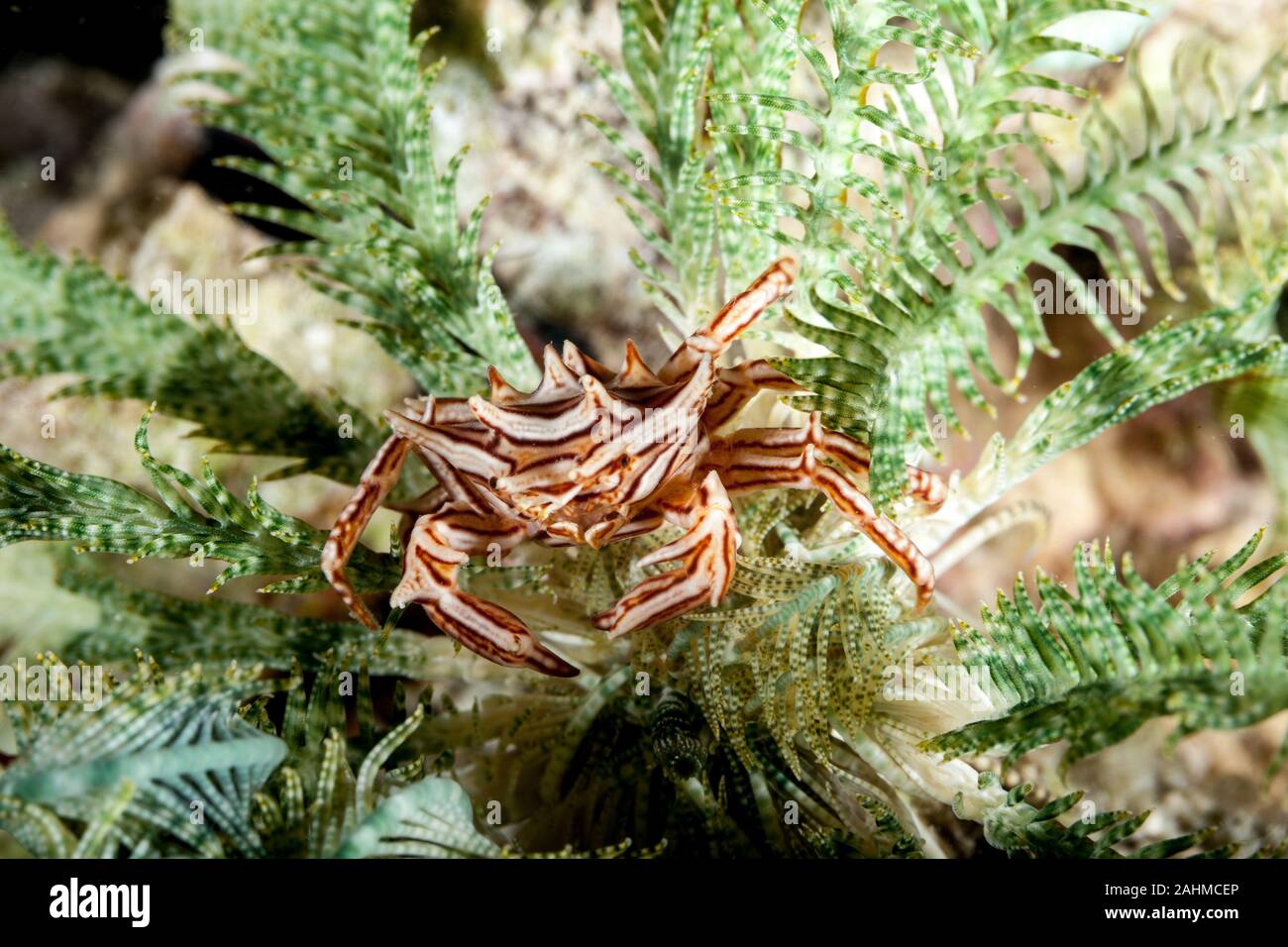 Tiramedon hi-res stock photography and images - Alamy