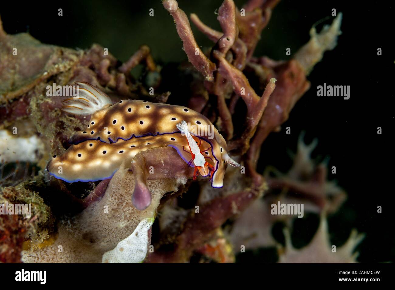 Hypselodoris tryoni is a species of sea slug, with an emperor shrimp ...