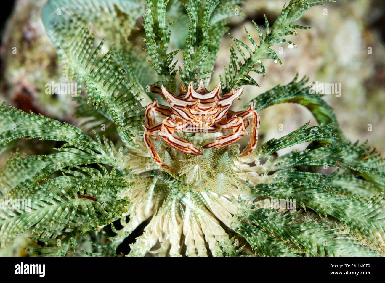 Red Sea feather star crab, Tiaramedon spinosus Stock Photo - Alamy