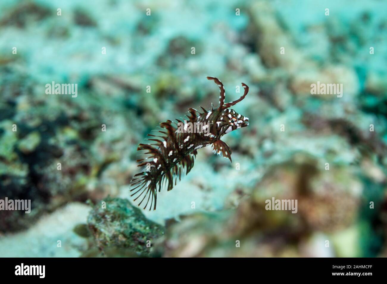 Juvenile rockmover wrasse hi-res stock photography and images - Alamy