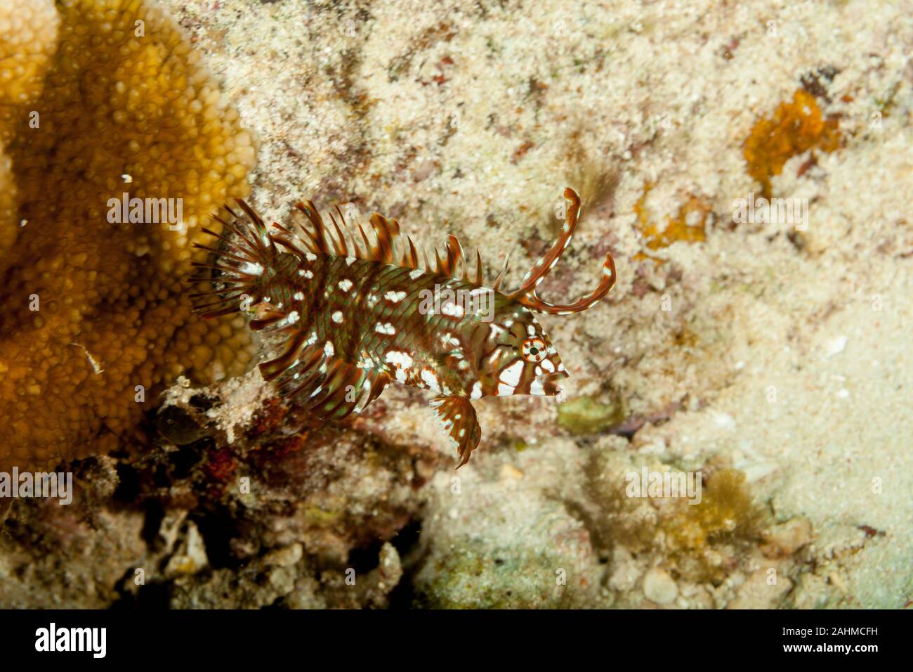 Juvenile rockmover wrasse hi-res stock photography and images - Alamy