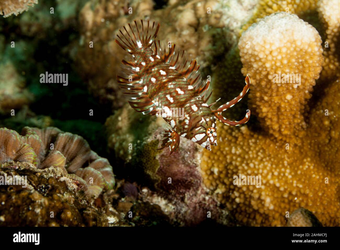 Juvenile rockmover wrasse hi-res stock photography and images - Alamy
