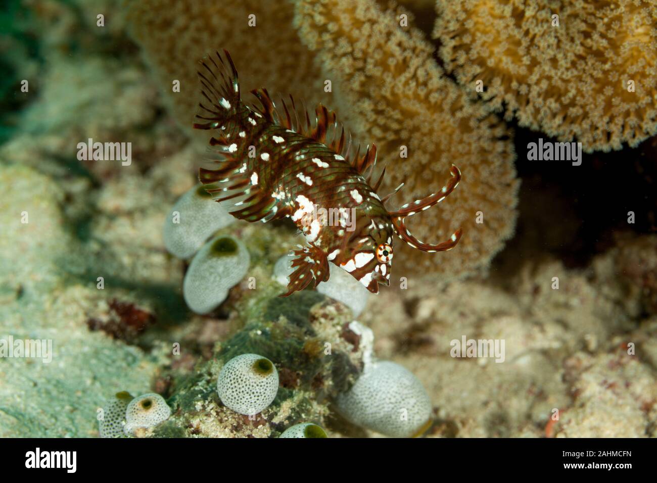 Juvenile rockmover wrasse hi-res stock photography and images - Alamy