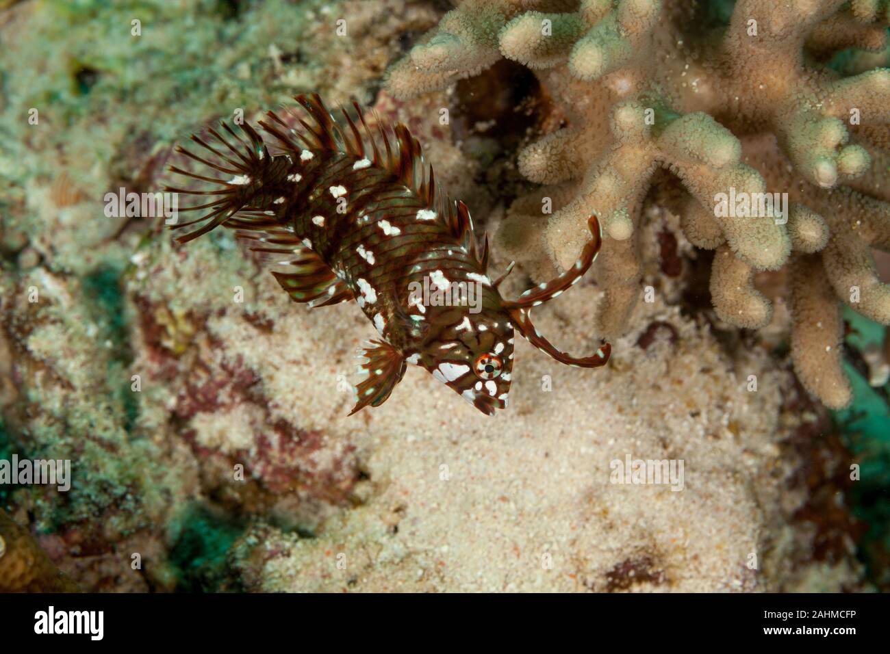 Juvenile wrasses hi-res stock photography and images - Alamy